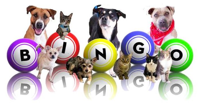 Puerto Vallarta Charity BINGO Returns to Nacho Daddy | Banderas News