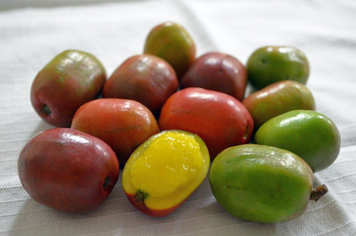 Ciruela – A High Iron Fruit that Helps Combat Fatigue | Banderas News