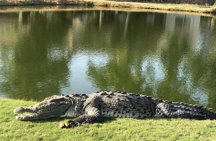 You May See Crocodiles on the Marina Vallarta Golf Course | Banderas News