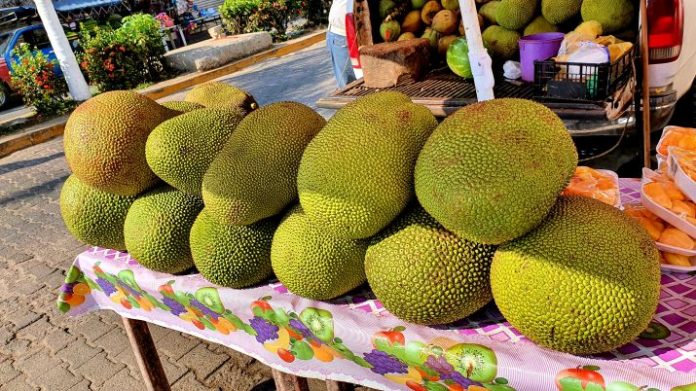 Yaca/Jackfruit a Good Source for Vegan Protein | Banderas News
