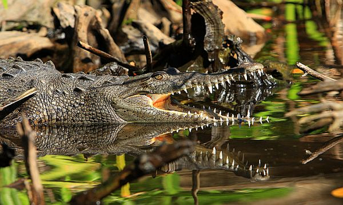 ‘Low Season’ Brings Out Puerto Vallarta’s Resident Crocodiles ...